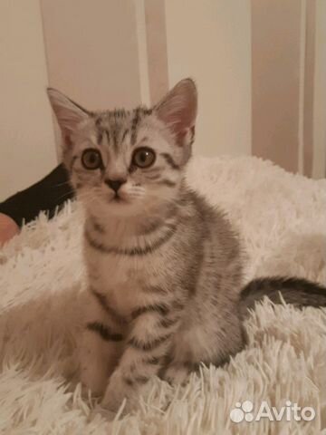 Котенок британочка