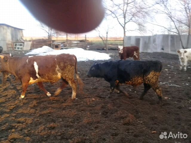 Продаю быков