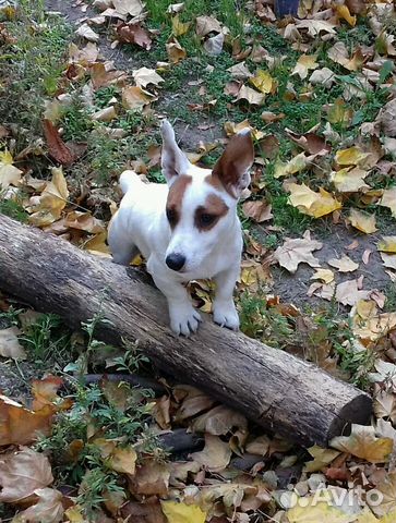 Вязка собак Джека рассела мини