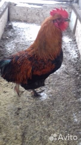 Молодые породистые петушки
