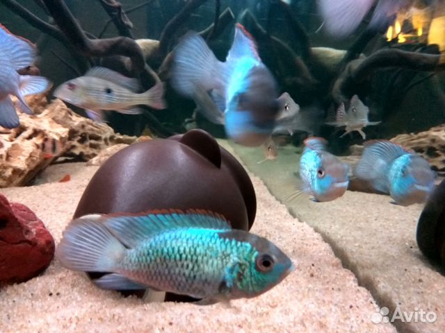 Наннакара неоновая