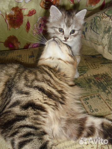Котики