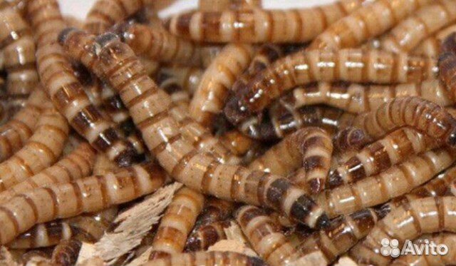 Отдам зоофобусов