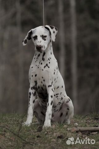Молодой далматин ищет дом