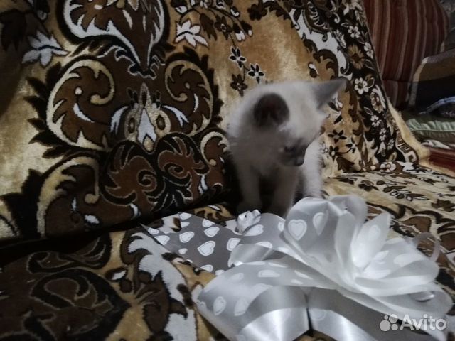 Меконгский ботейл