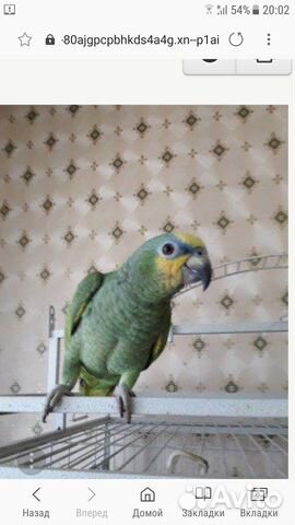 Продам амазона