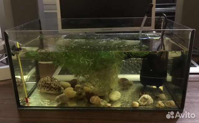 Аквариум с гуппи для развода