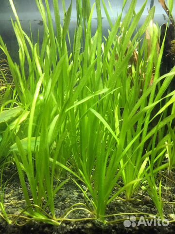 Валлиснерия прополка отдам за шоколадку