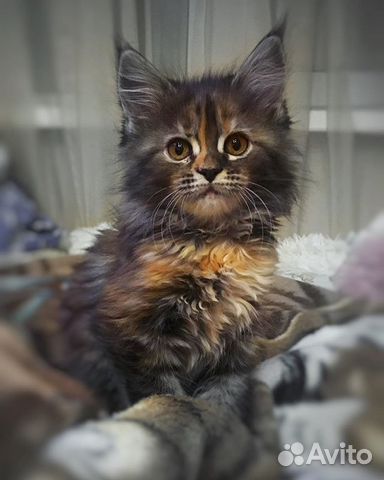 Мейн Кун кошечка 5,5 месяца