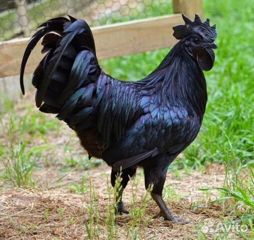 Аям цемани