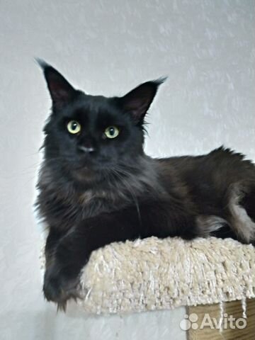 Огромный красавец приглашает на вязку