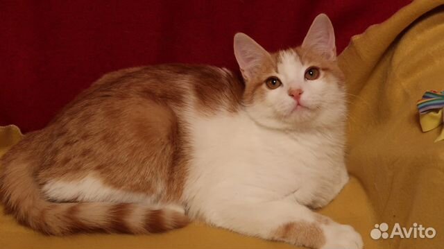 Молоденький Нильс ищет любящее сердце