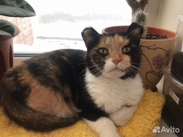 Кошечка Машуня ищет дом