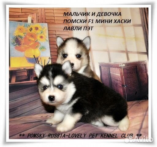 Помски мини хаски щенки F1