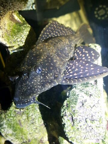 Сом парчовый птеригоплихт