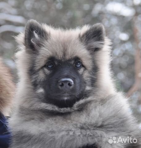 Красивый подрощенный щенок кеесхонда из питомника
