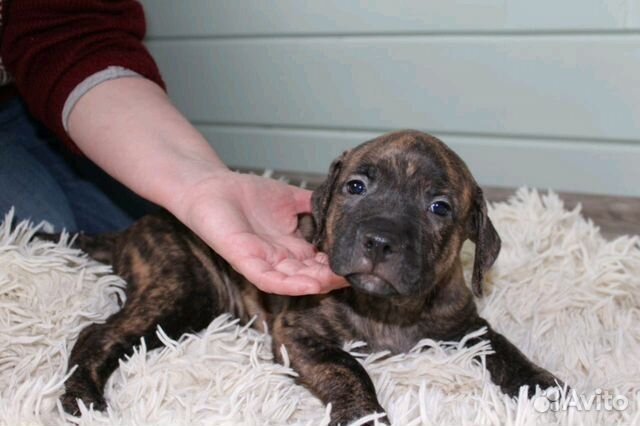 Продам щенков питбулей