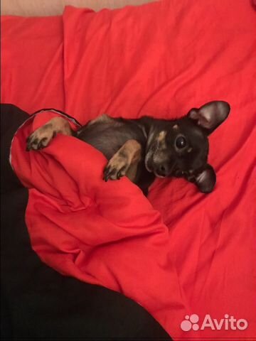 Отдам мини- том в добрые руки