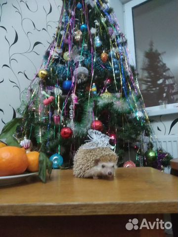 Продам (отдам) миниатюрного африканского ежа