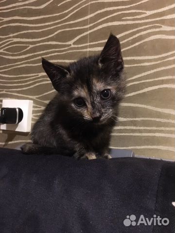 Котёнок 2 месяца