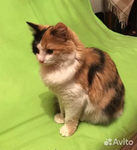 Чудо кошечка Пчелка в добрые руки