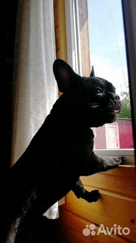 Молодой французский бульдог ищет даму