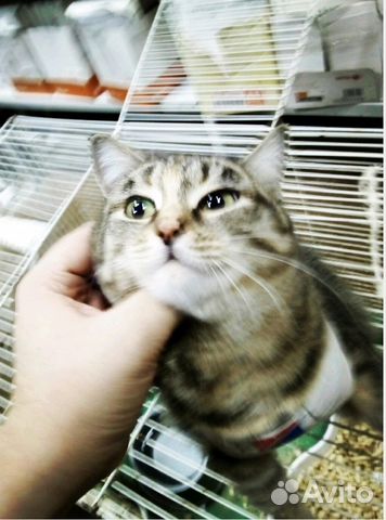 Кошка ищет дом