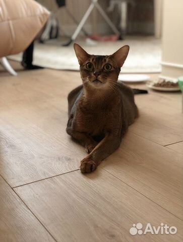 Абиссинская кошка
