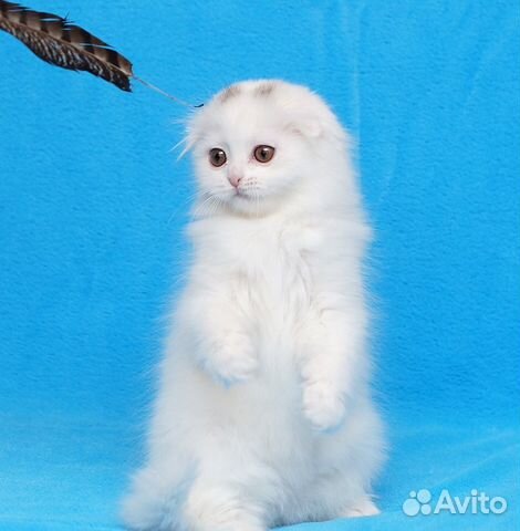 Шотландская белоснежная красотка