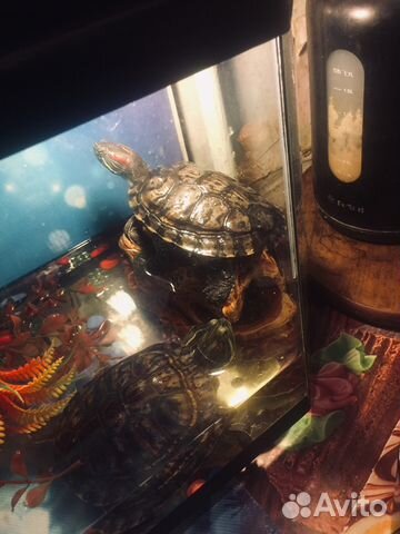 Черепахи морские