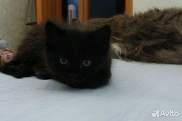 Замурчательные котята