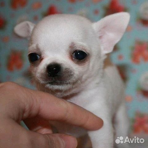 Мини мальчик