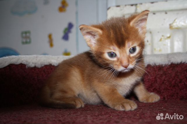 Абиссинские котятки