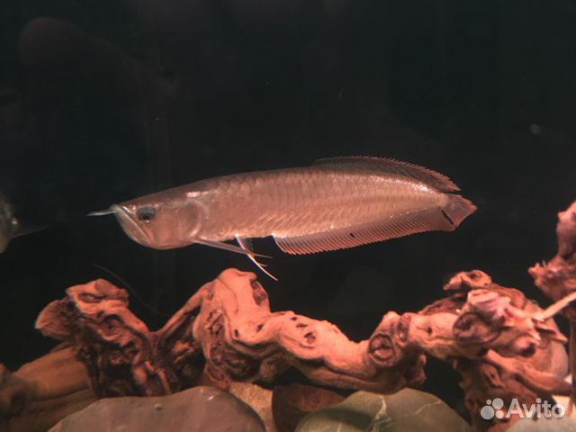 Рыба-аравана