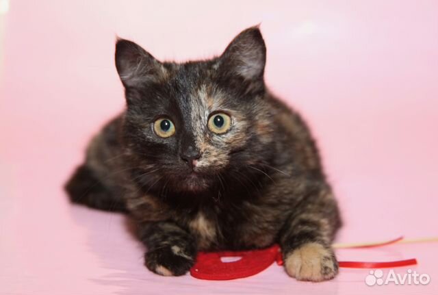 Котенок девочка в дар