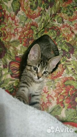 Волшебные котята