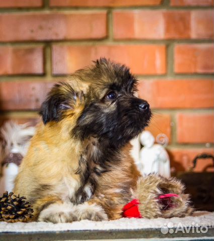 Пиренейская овчарка