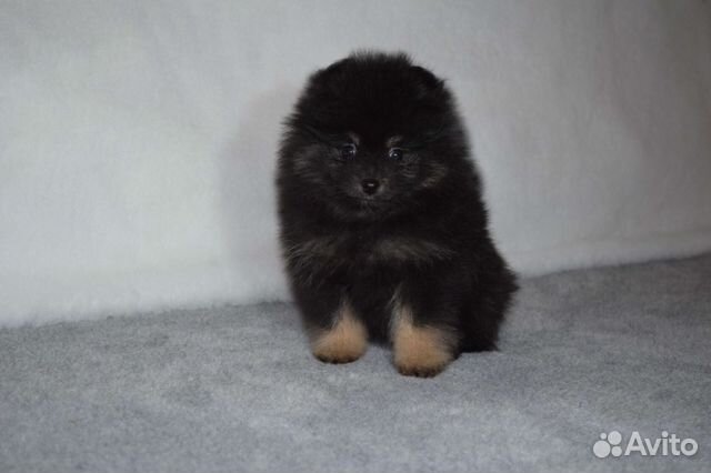 Шпиц померанский девочка мишутка