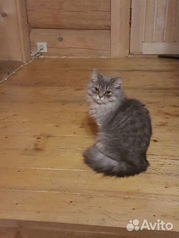 Кошечка британской длинношерстной