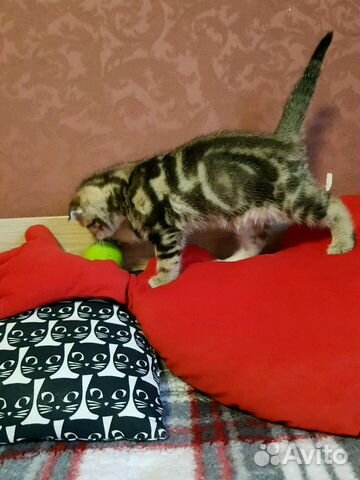 Шотландский мраморный котик