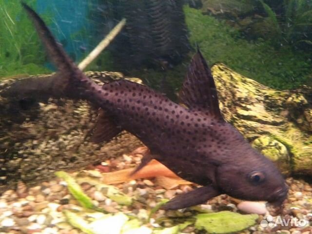 Сом синодонтис перевертыш