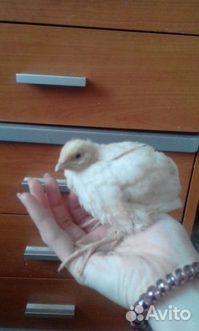 Продаю птенцов перепелов, породы техасики