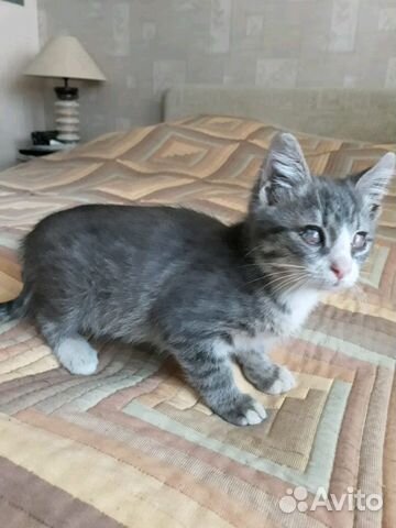 Котёнок ищет тёплый и уютный дом