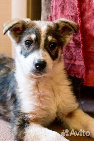 Ищу хозяина