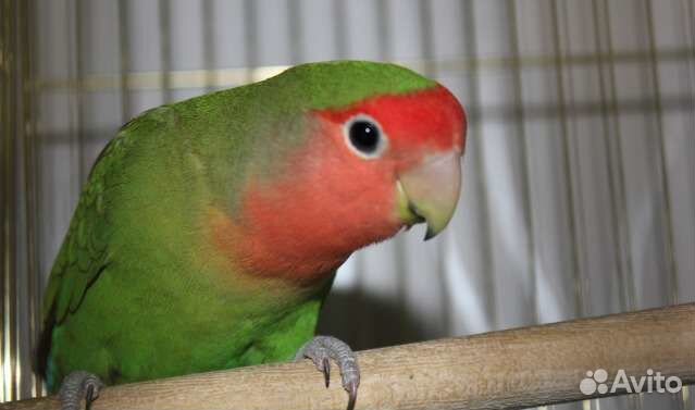 Попугай Неразлучник, девочка, 2.5 года