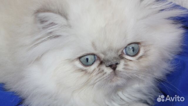 Шикарный малыш Лео