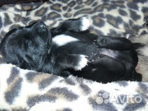 Щенки сибирской корги