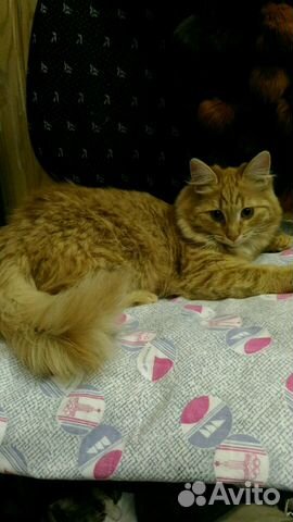 Котодевчонка в рыжих мехах