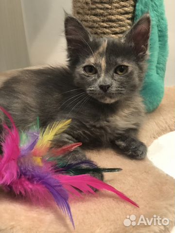 Котенок 3 мес
