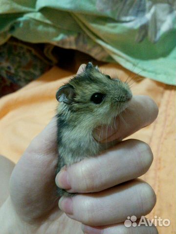 Джунгарская малышка